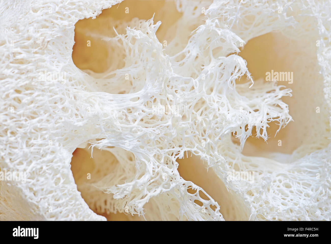 Luffa sec Banque de photographies et d’images à haute résolution - Alamy