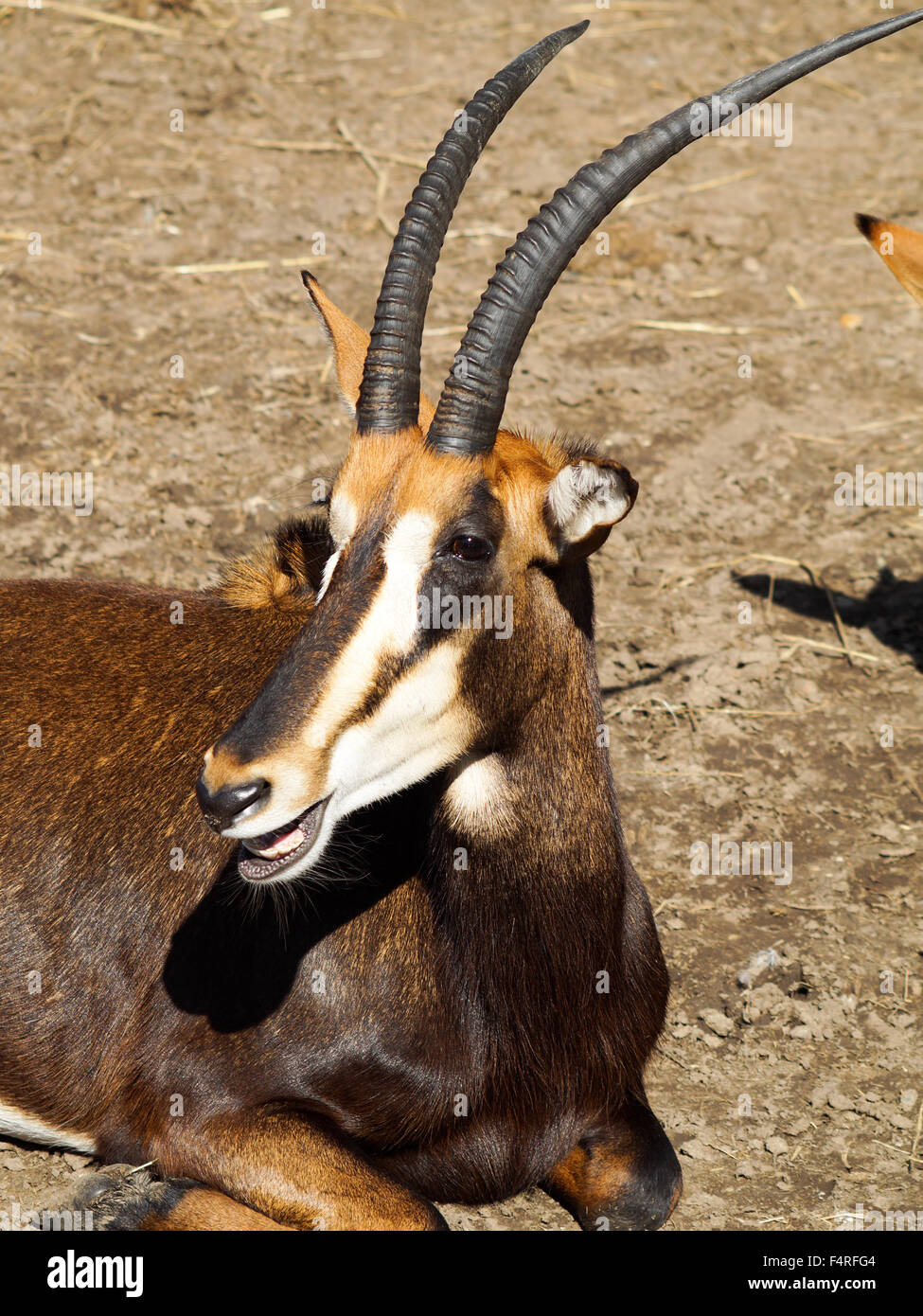 Rare antelope Banque de photographies et d’images à haute résolution ...