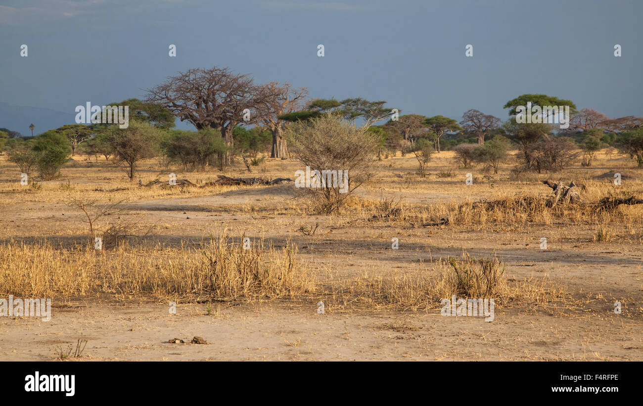 L'Afrique, acacia, Baobab, Adansonia digitata, arbres, paysage, paysage ...