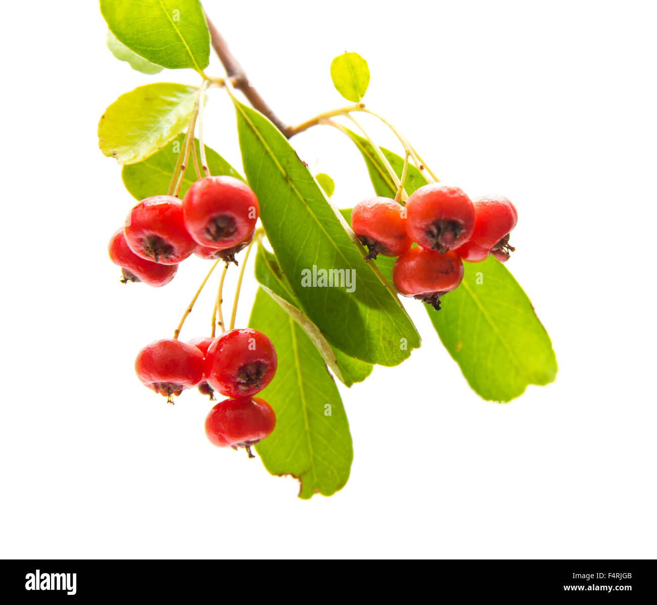 à forte densité Banque d'images détourées - Alamy