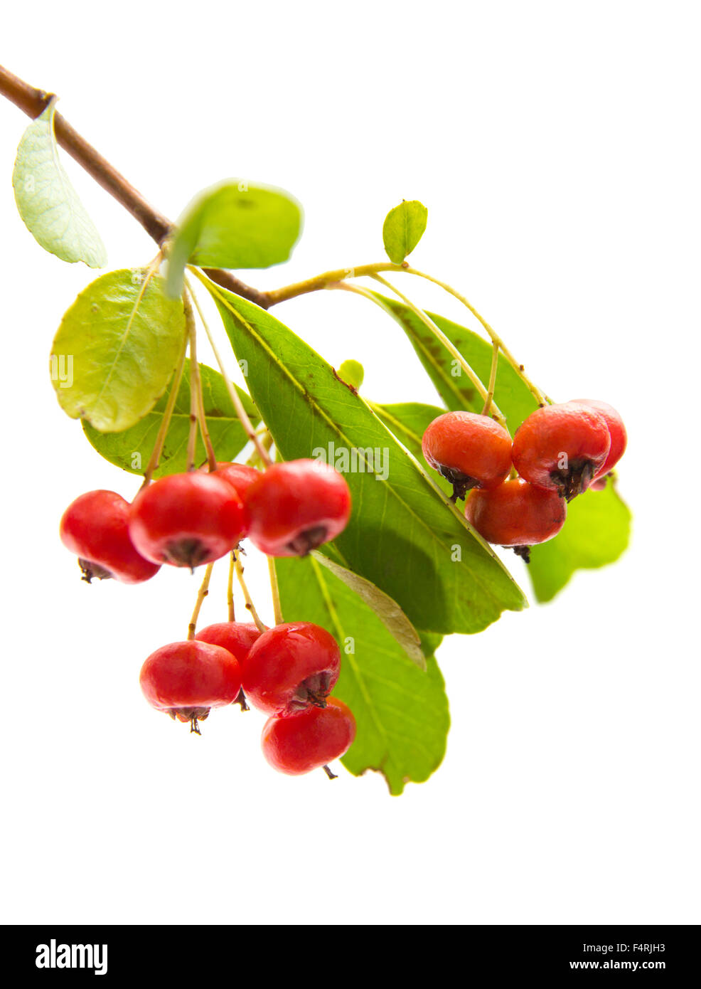 Pyracantha, multi fruits rouges isolé sur fond blanc Photo Stock - Alamy