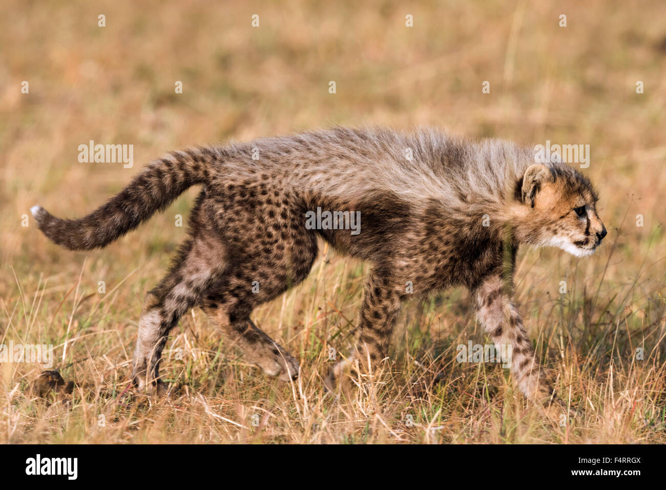 Baby Cheetah Banque d'image et photos - Alamy