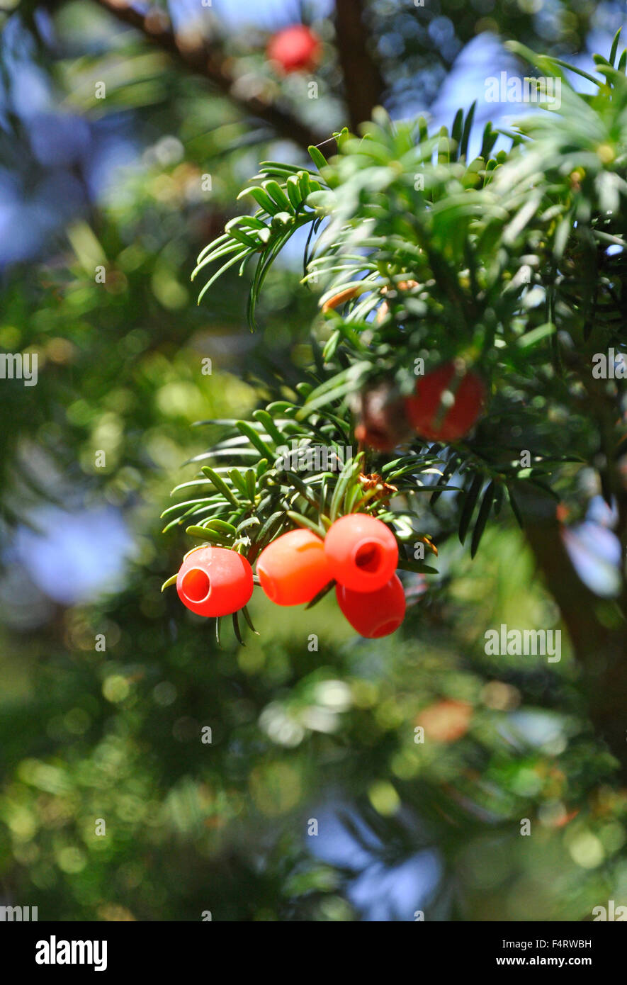 Fruits rouges toxiques uk Banque de photographies et d’images à haute ...