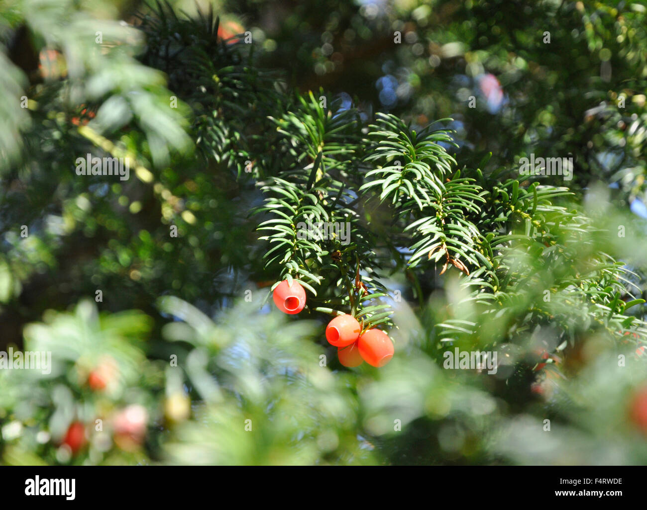 Fruits rouges toxiques Banque de photographies et d’images à haute ...