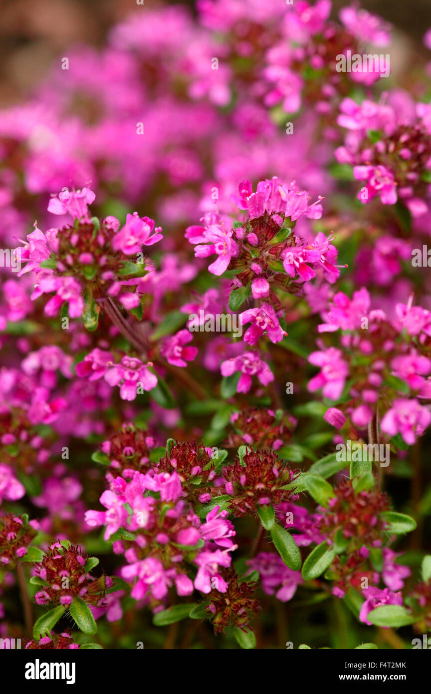 Red creeping thyme Banque de photographies et d’images à haute ...