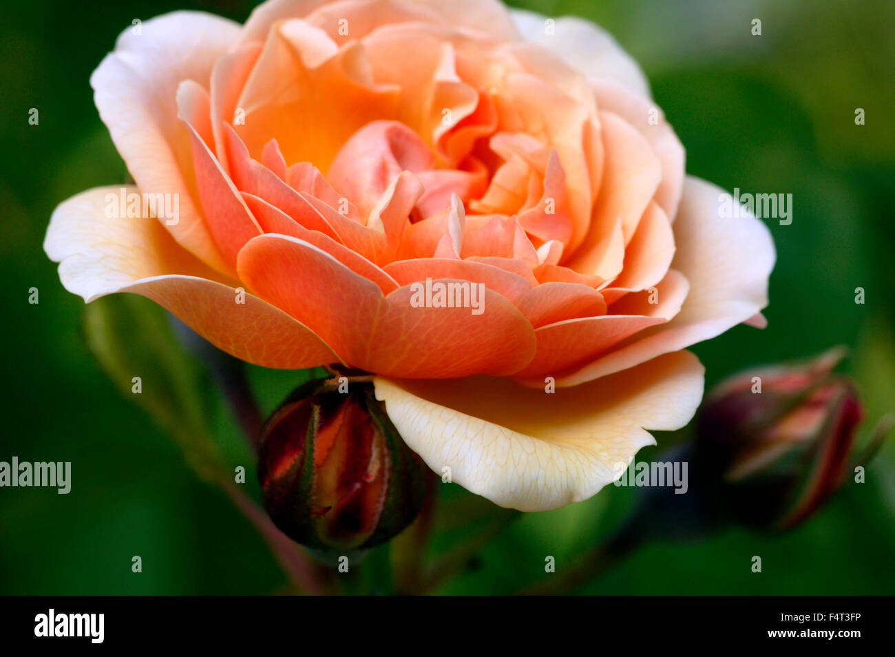 Rose sweet juliet Banque de photographies et d’images à haute ...