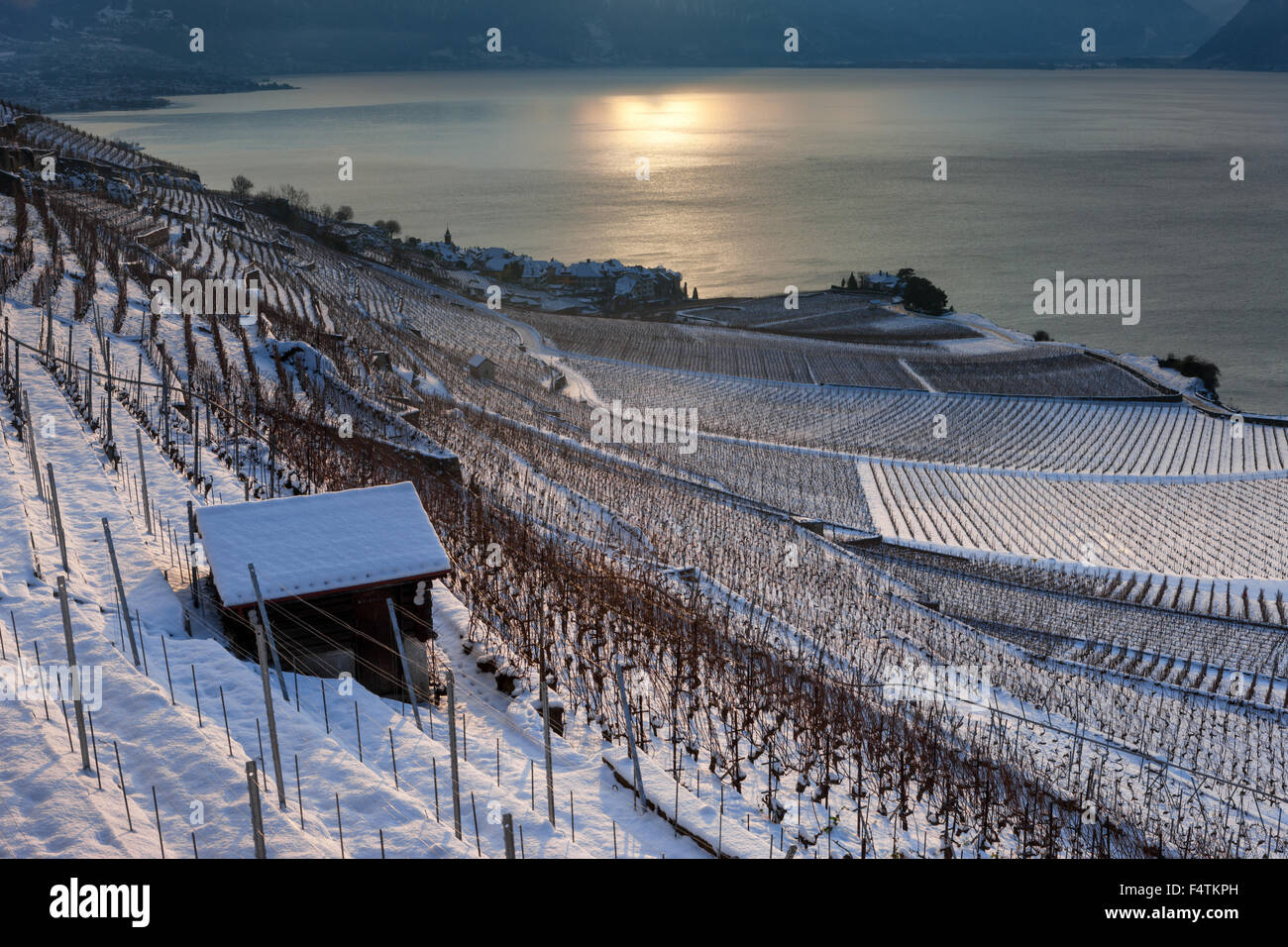 Rivaz, Suisse, cantons, Vaud, Genève, le lac Léman, vignes, la ...
