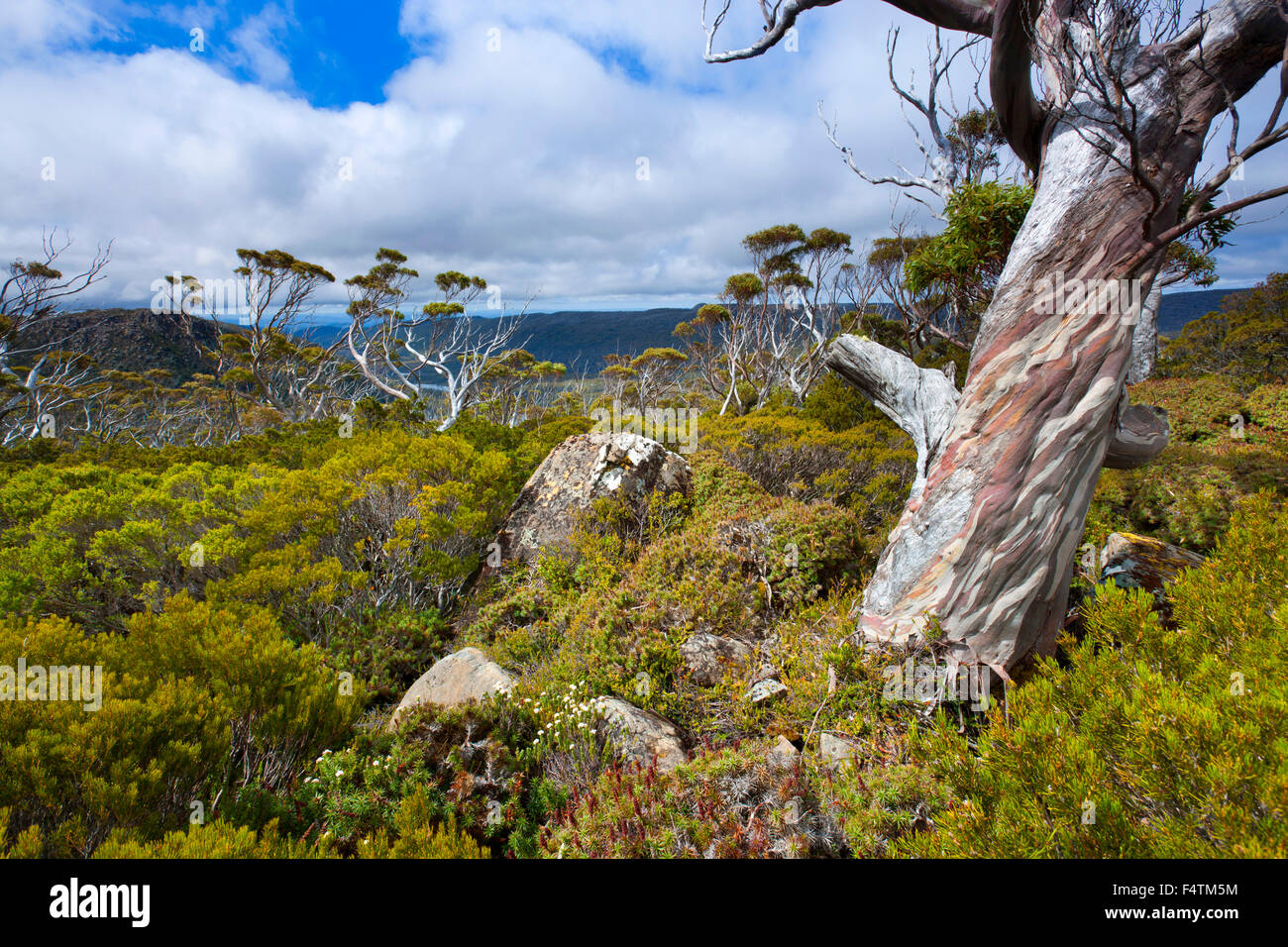 Mount field national park Banque de photographies et d’images à haute ...