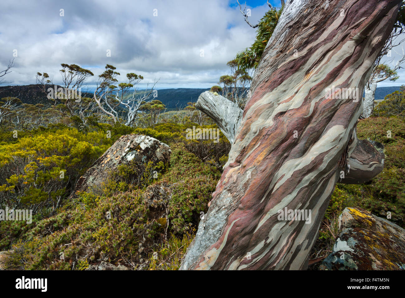 Mount field national park Banque de photographies et d’images à haute ...