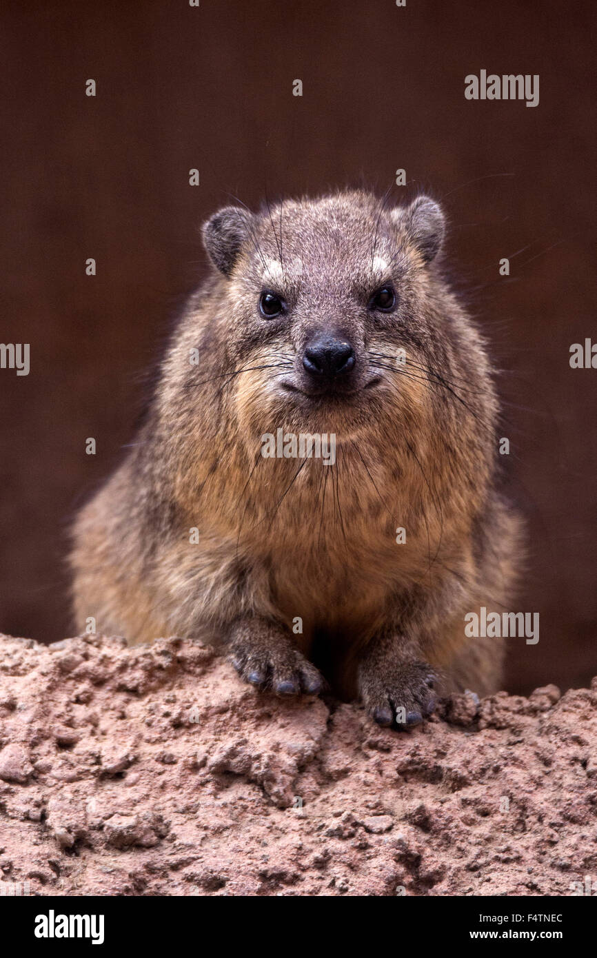 Hyrax capensis Banque de photographies et d’images à haute résolution ...