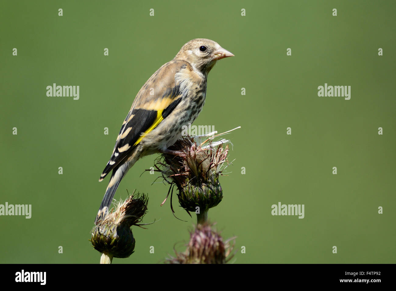 Chardonneret sur le chardon Banque de photographies et d’images à haute ...
