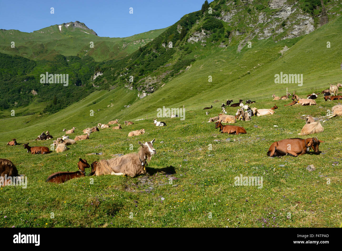 Goat Alp Switzerland Banque De Photographies Et D Images à Haute