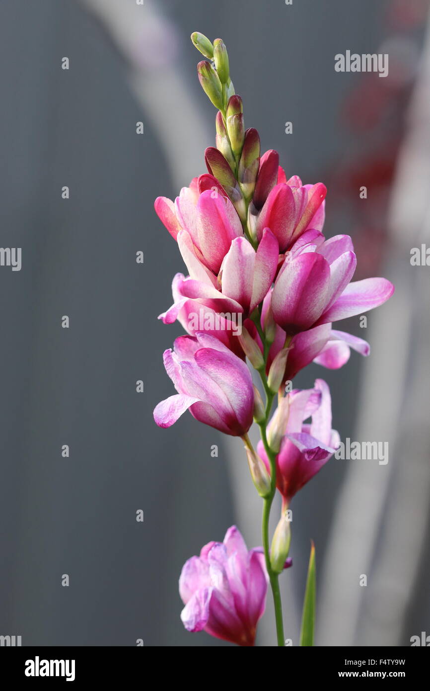 Ixia rose Banque de photographies et d’images à haute résolution - Alamy