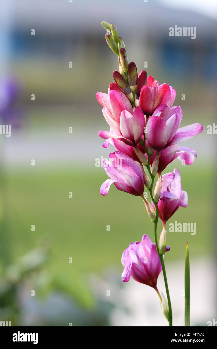 Ixia rose Banque de photographies et d’images à haute résolution - Alamy