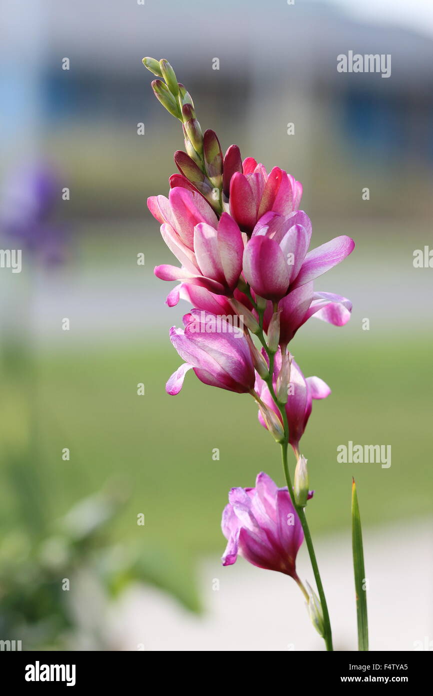 Ixia rose Banque de photographies et d’images à haute résolution - Alamy