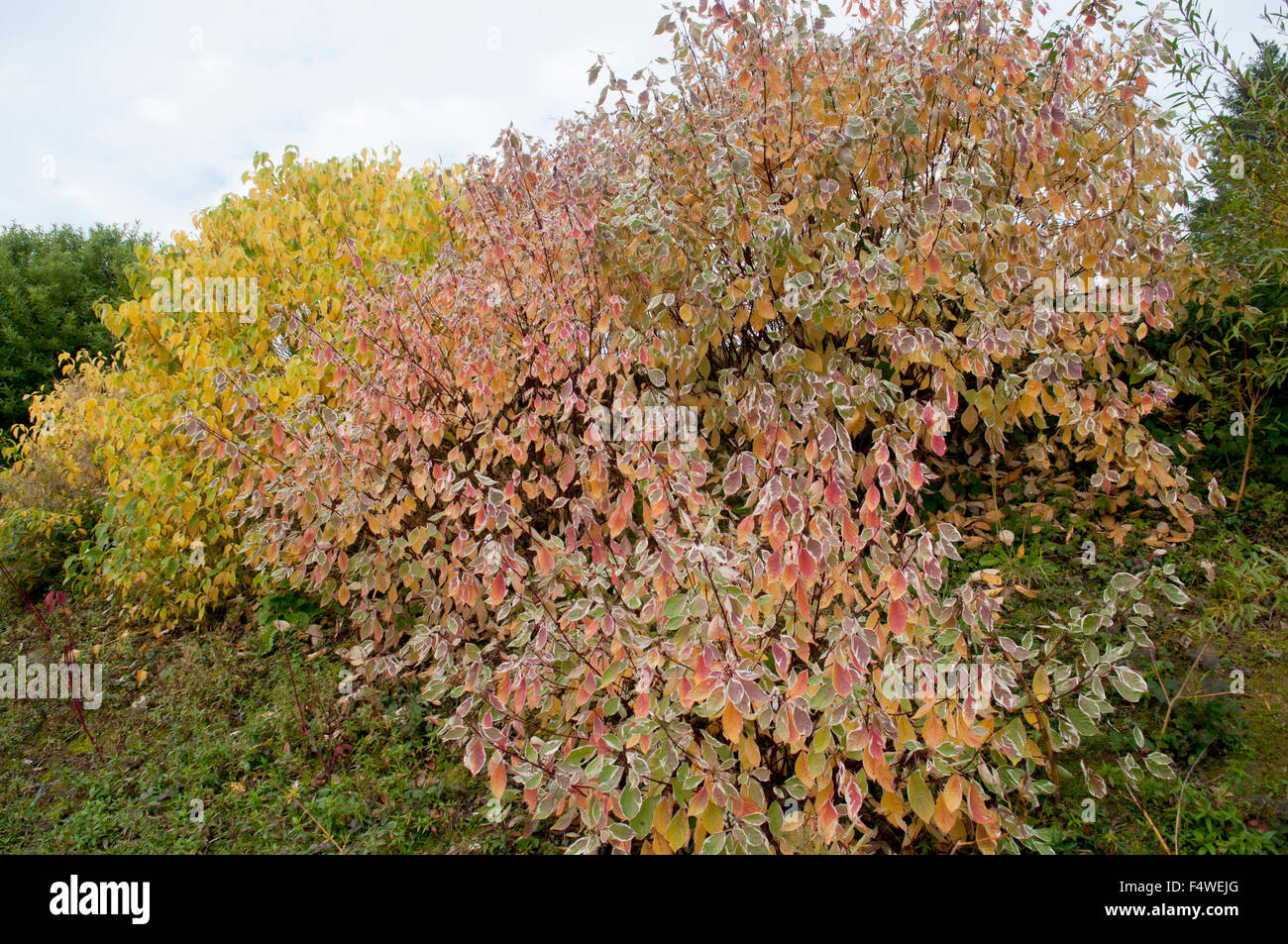 Cornus alba sibirica variegata Banque de photographies et d’images à ...