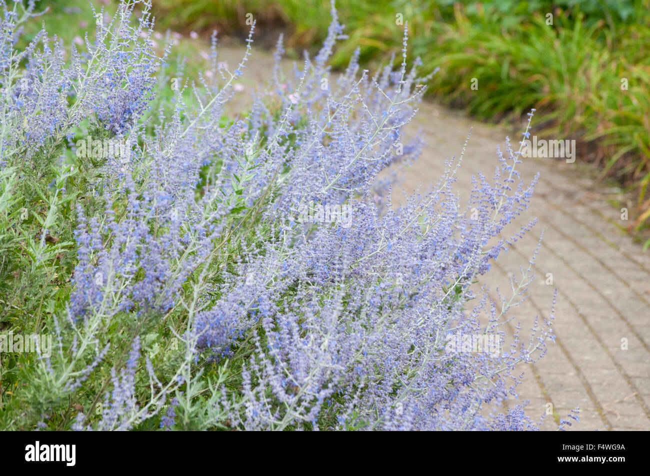 Russian sage perovskia atriplicifolia Banque de photographies et d ...