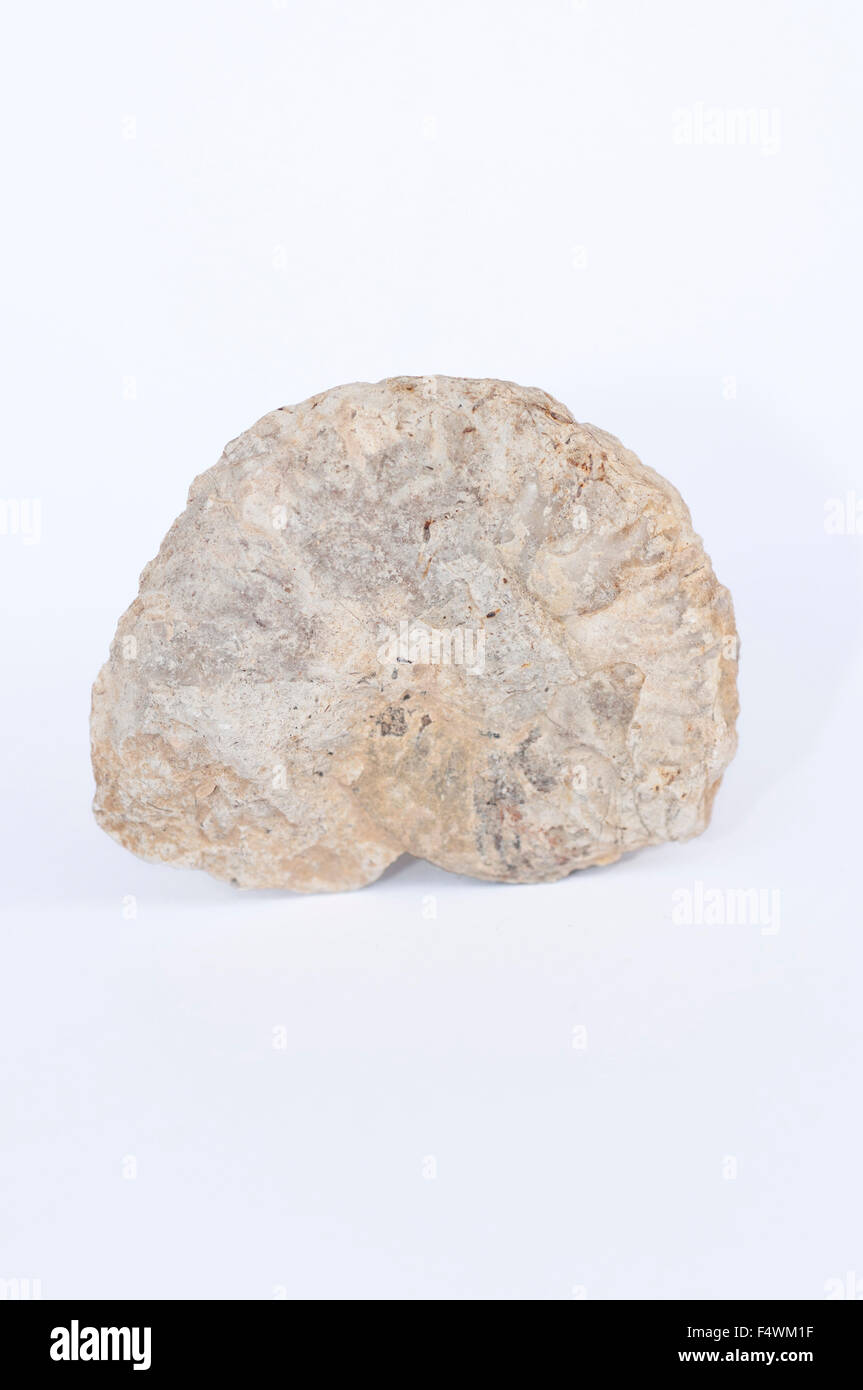 Amonite fossils Banque de photographies et d’images à haute résolution ...