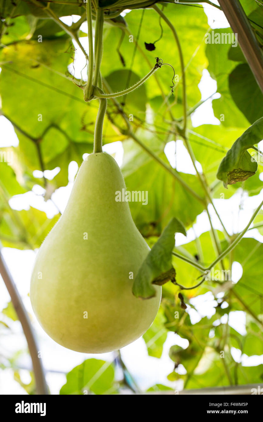 Petite gourde Banque de photographies et d’images à haute résolution ...