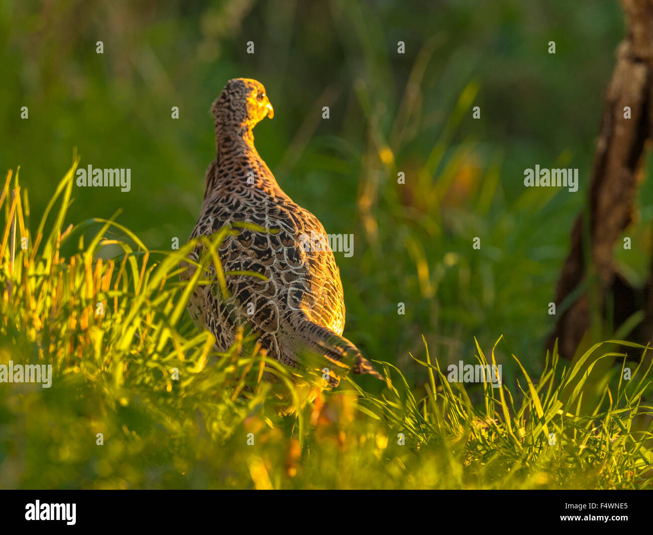Faisan doré femelle Banque de photographies et d’images à haute ...