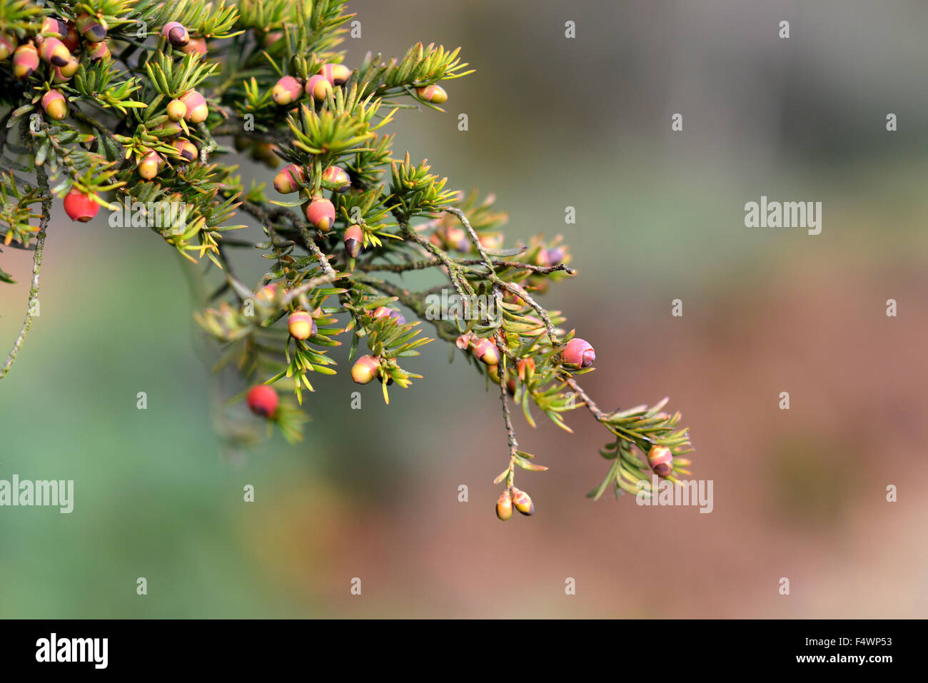 Yew Tree berries (arille) - la seule partie d'un arbre d'if qui est ...