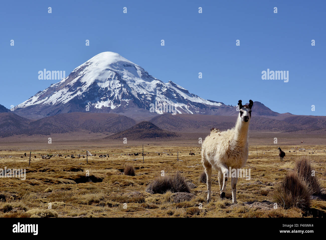 Le lama (lama glama) en face de nevado sajama volcan, parc national de ...
