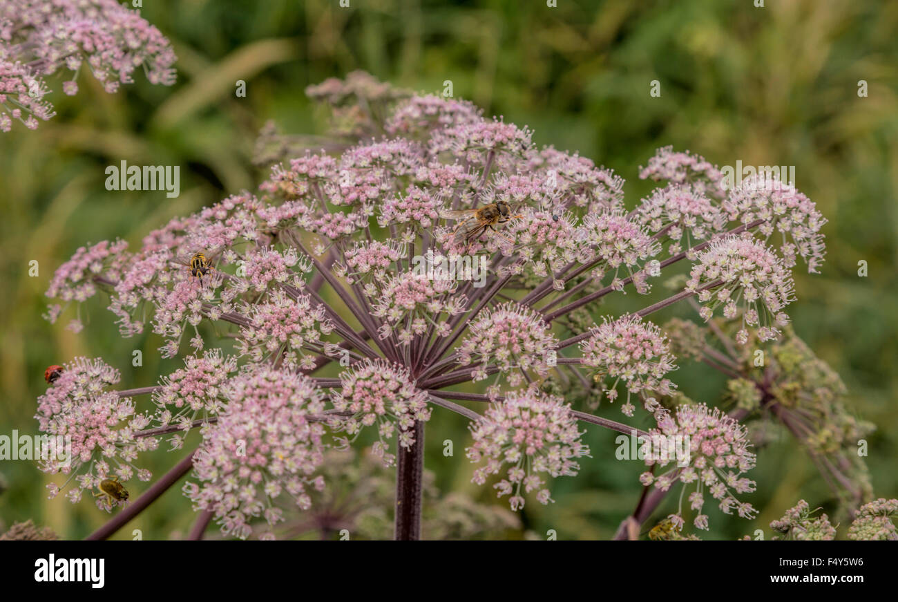 Close-up de l'Angélique Sauvage (Angelica sylvestris) avec un scarabée ...
