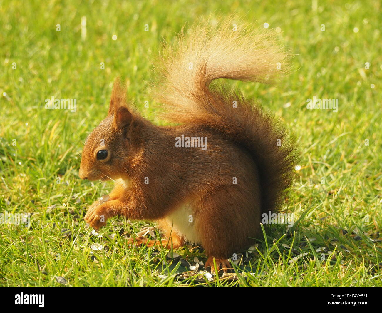 L'écureuil roux (Sciurus vulgaris) dans classic posent avec queue ...
