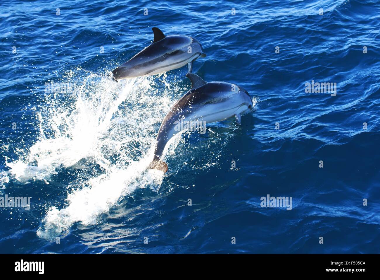 Sautant des dauphins Banque d'image et photos - Alamy