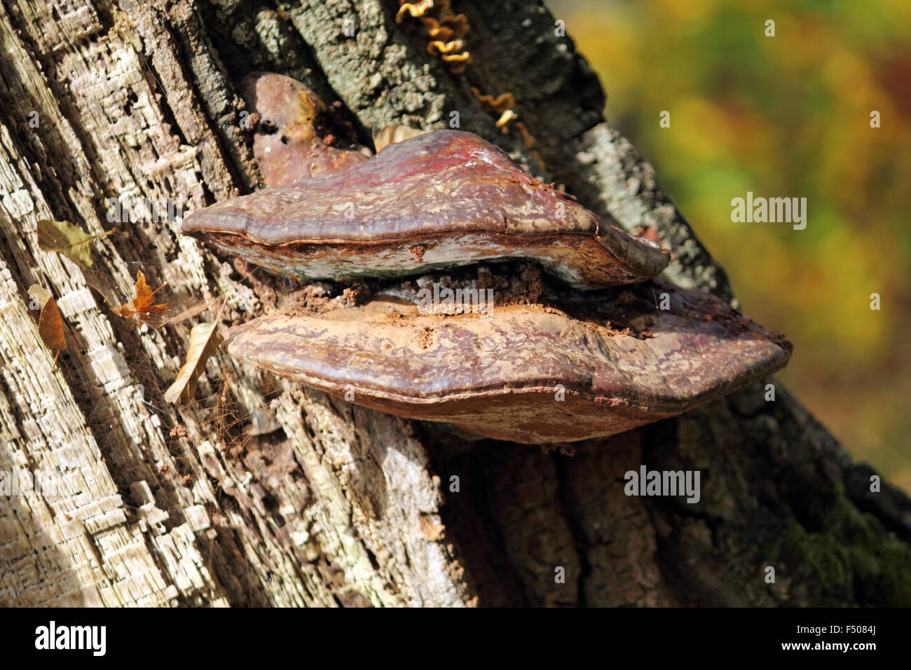 Champignon fer à cheval Banque de photographies et d’images à haute ...