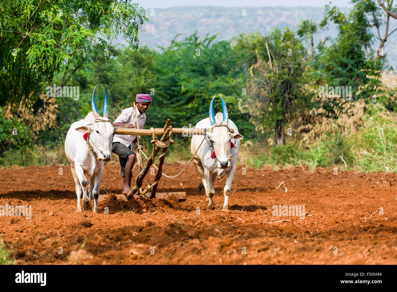 Un agriculteur laboure un champ, à l'aide de bœufs blancs pour tirer la ...