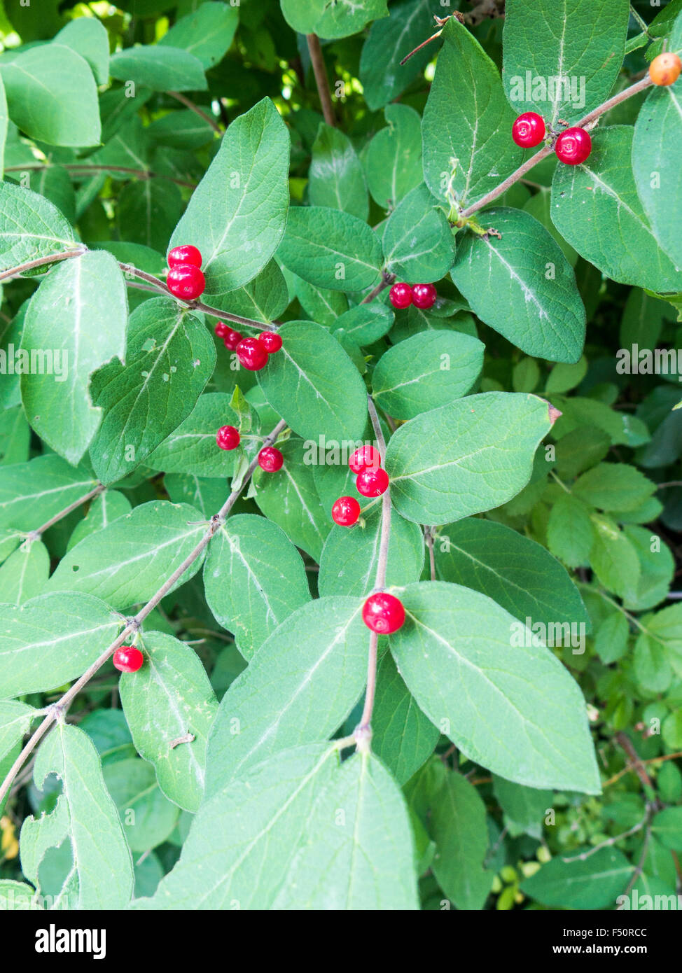 Arbuste aux fruits rouges Banque de photographies et d’images à haute ...