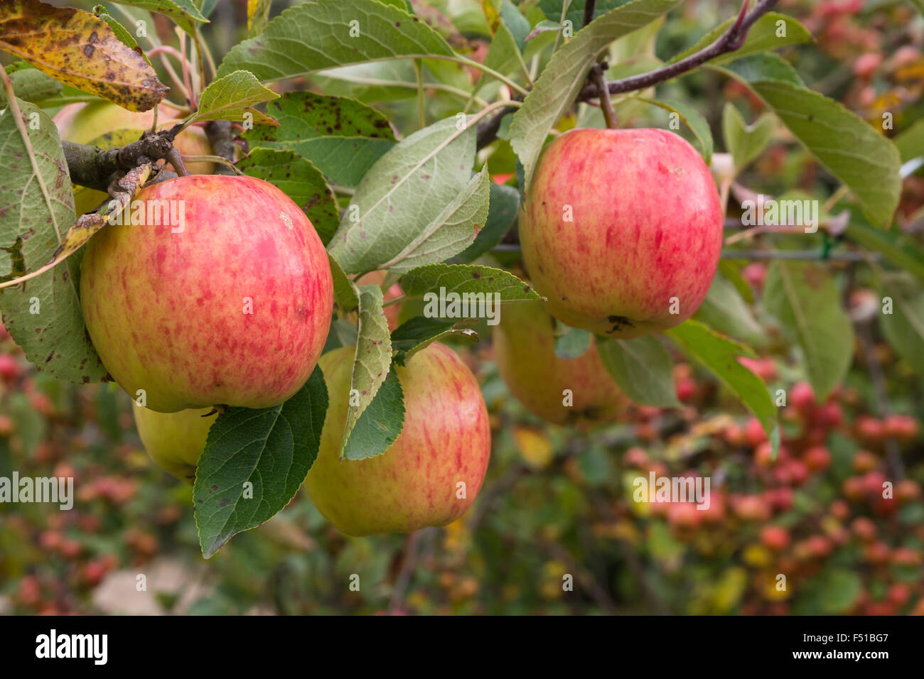 Pommes rouges poussant sur un arbre Banque de photographies et d’images ...
