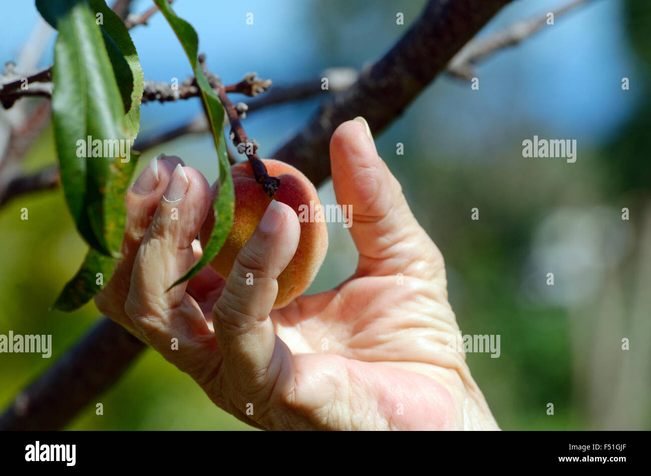 Arbre fruitier pour un petit jardin Banque de photographies et d’images ...