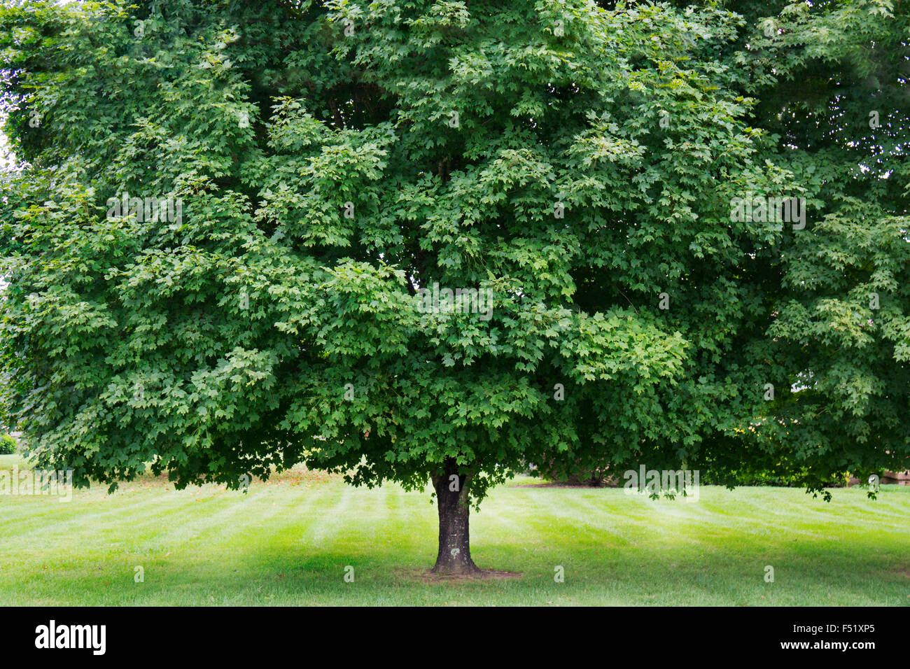 Grands arbres feuillus Banque de photographies et d’images à haute ...