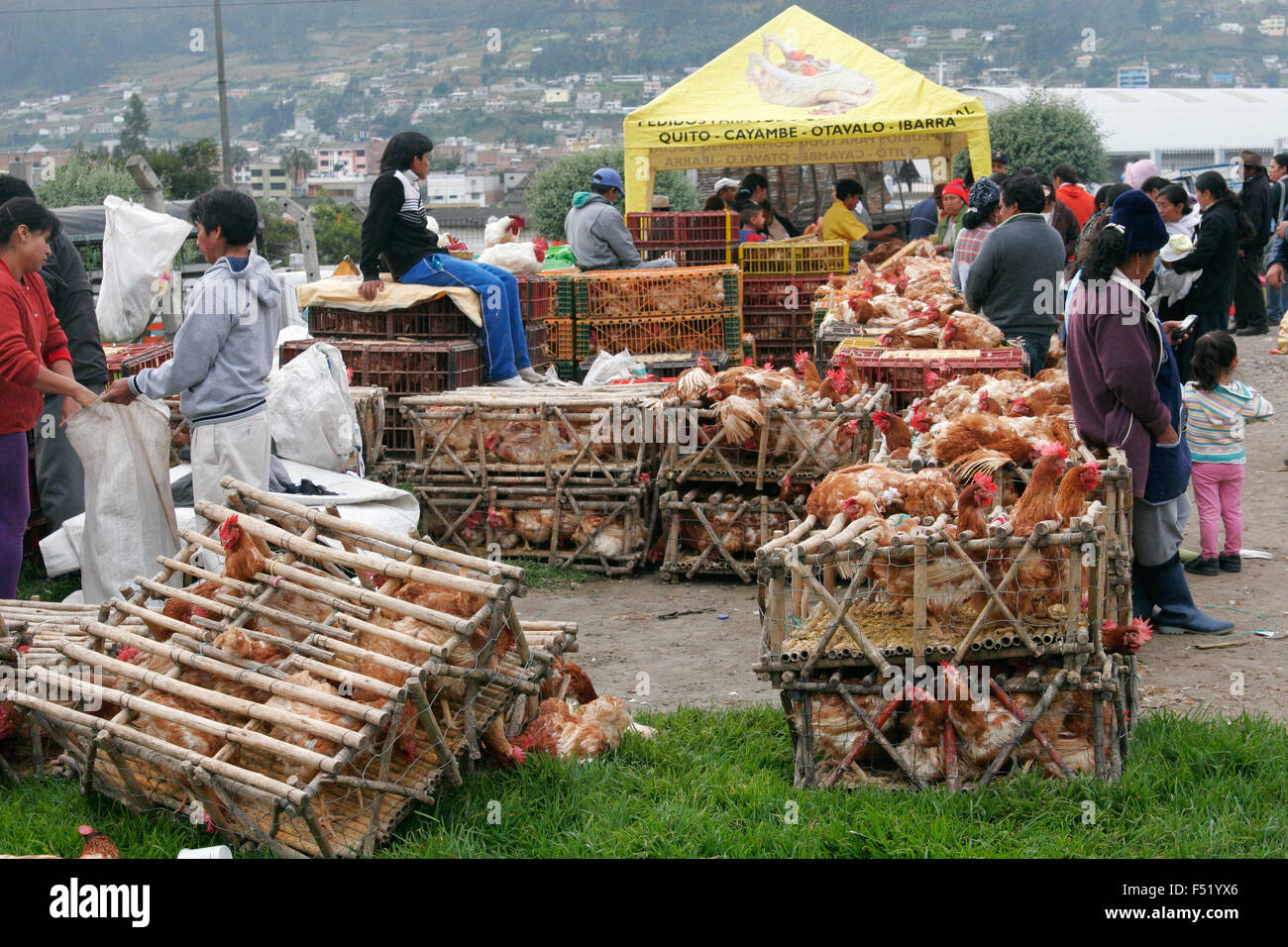 Marché des animaux Banque de photographies et d’images à haute ...