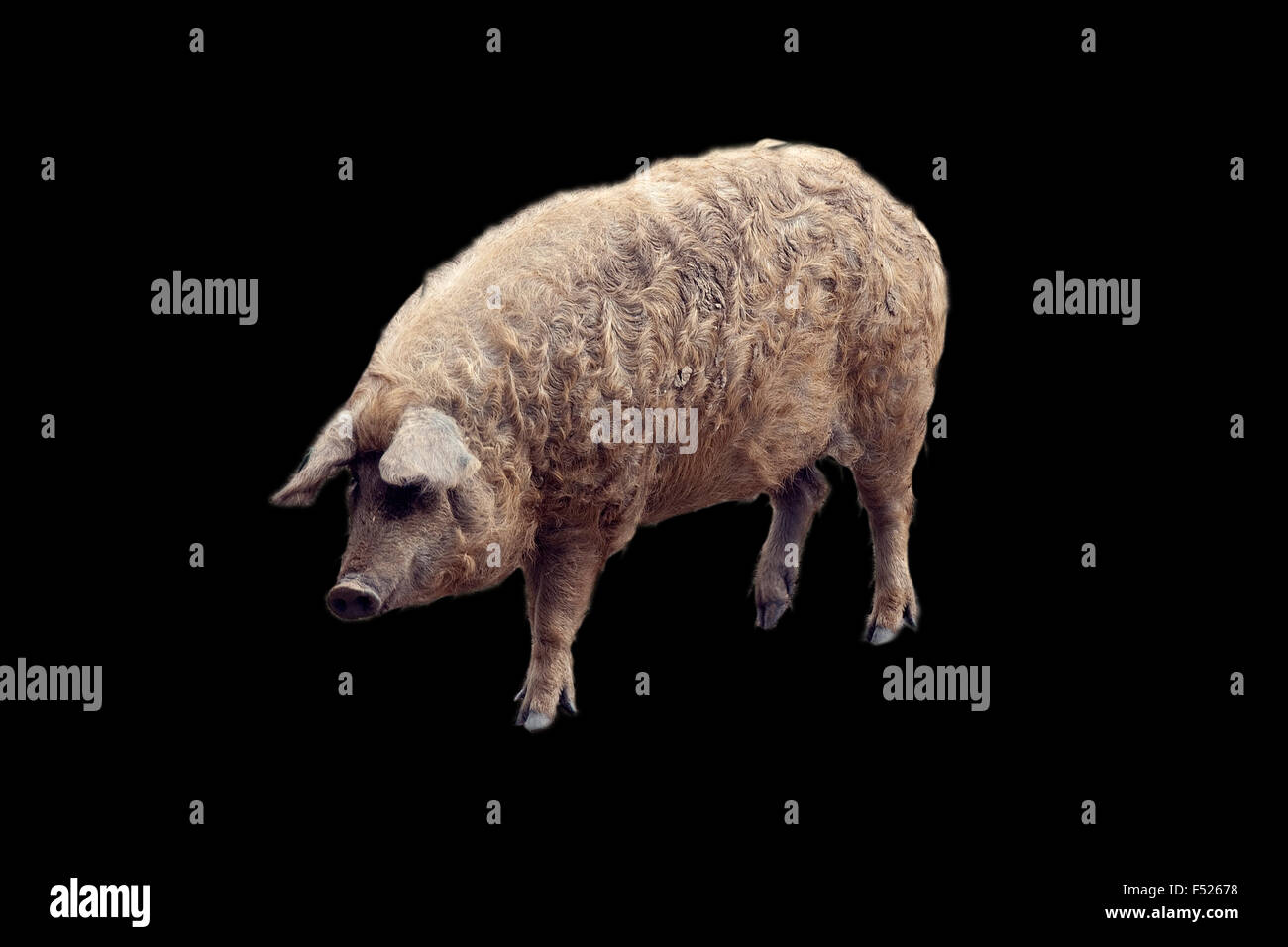 Mangalitza schwein Banque de photographies et d’images à haute ...