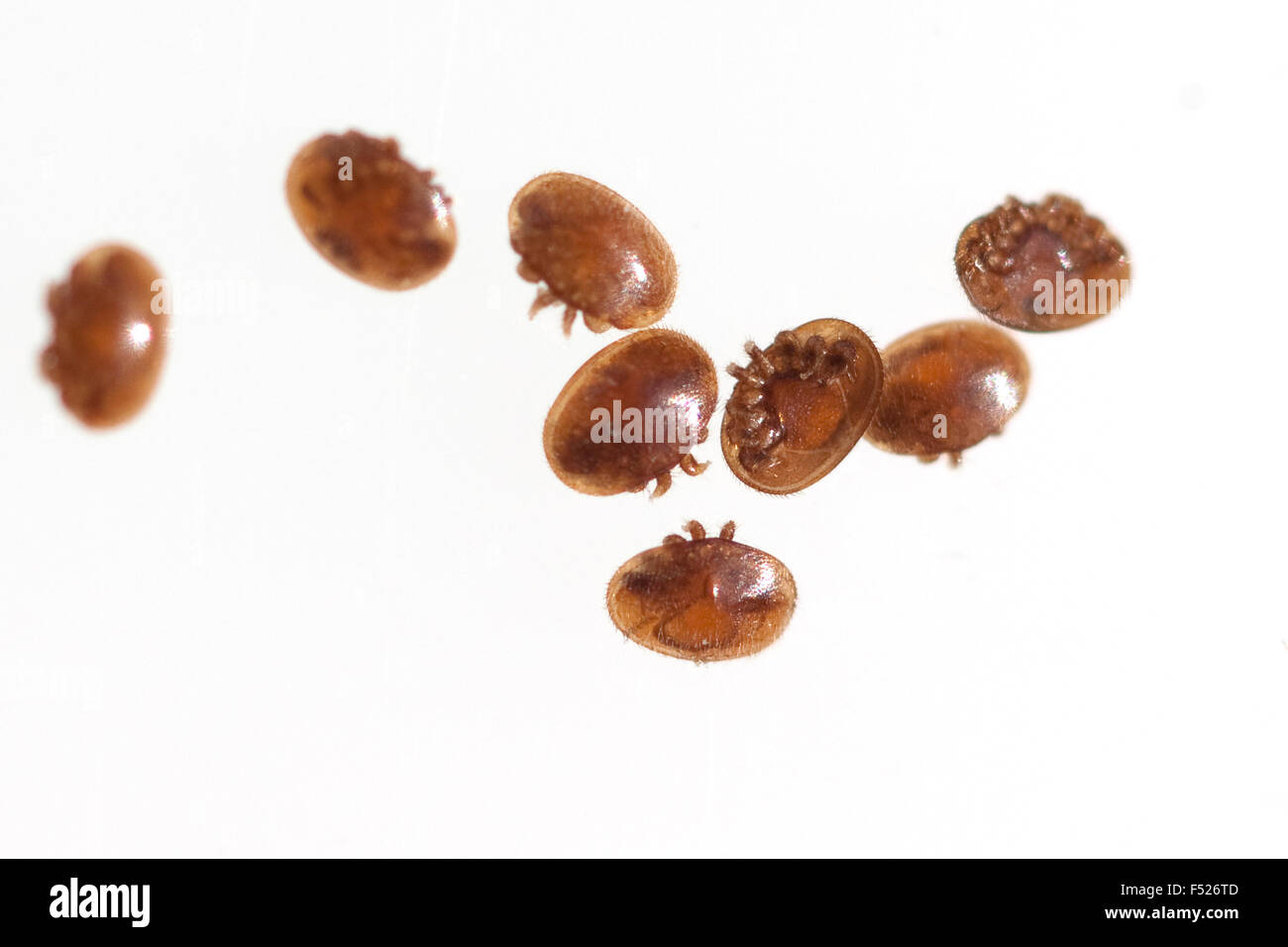 Varroa mite varroa destructor Banque d'images détourées - Alamy