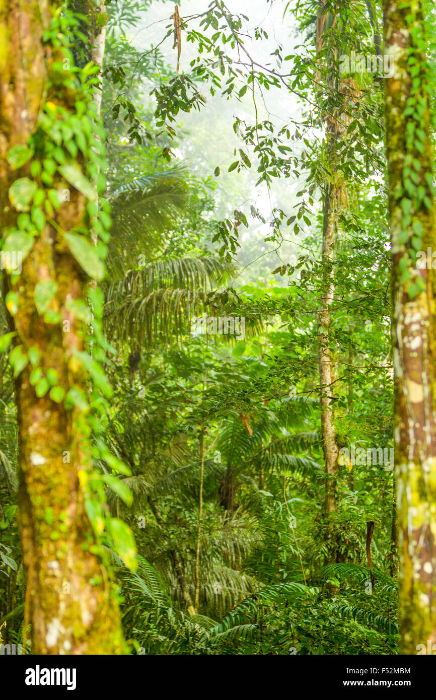 Jungle amazonienne Banque de photographies et d’images à haute ...