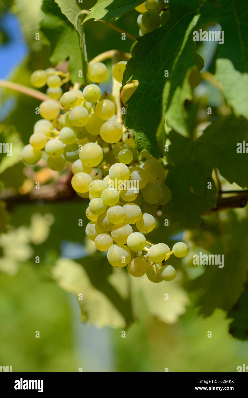 La vigne, Vitis vinifera L. subsp. vinifera, fruits Photo Stock - Alamy