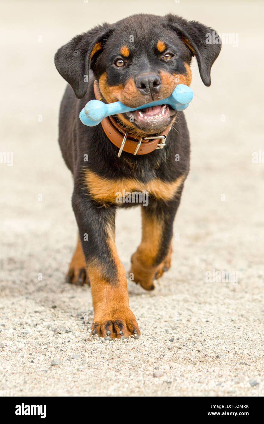 Rottweiler Chiot Holding sa pièce Bone Photo Stock - Alamy