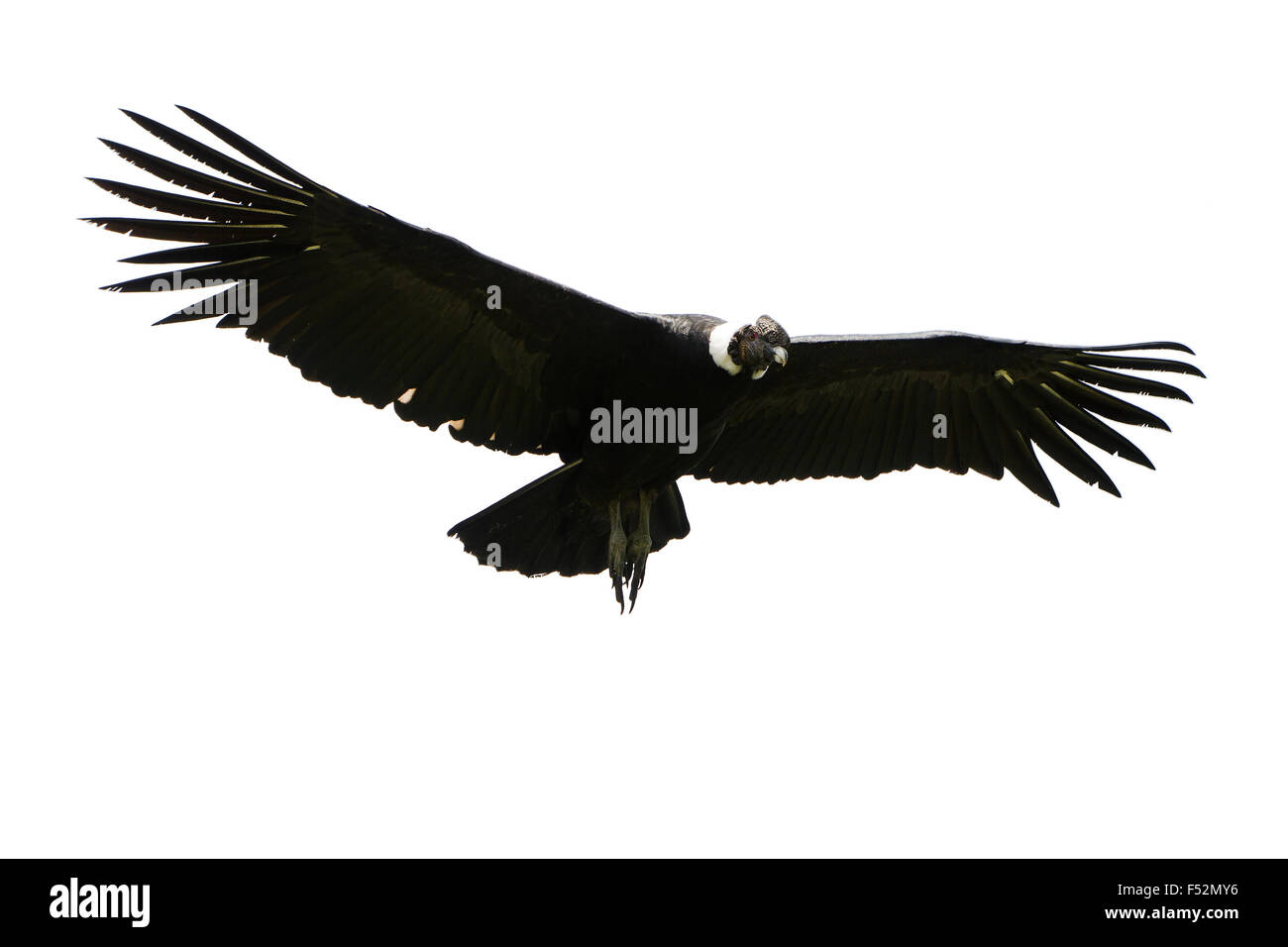 Vol de condor des andes sauvages Banque d'images détourées - Alamy