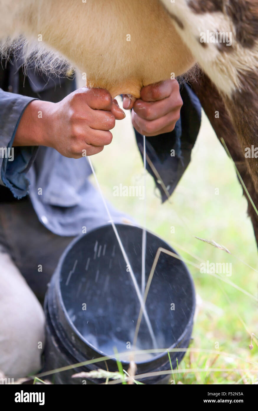Milking cows by hand Banque de photographies et d’images à haute ...