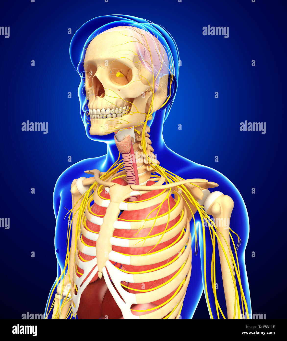 Illustration de l'homme squelette avec l'oeuvre du système nerveux et ...