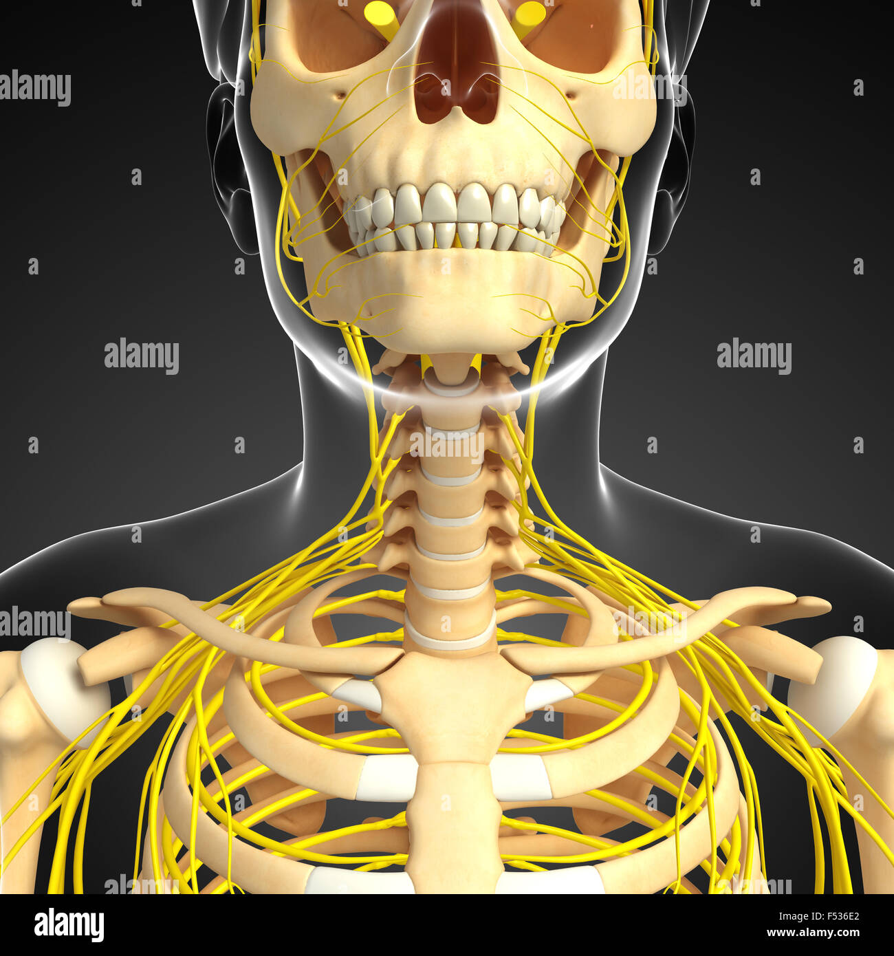 Anatomie du cou nerfs Banque de photographies et d’images à haute ...