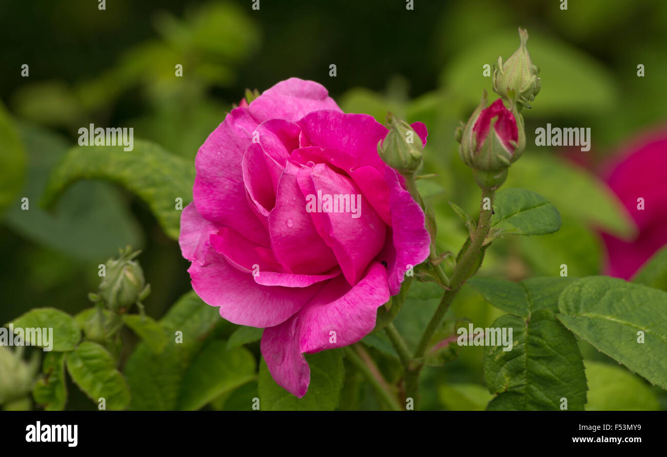 Rosa gallica officinalis Banque de photographies et d’images à haute ...