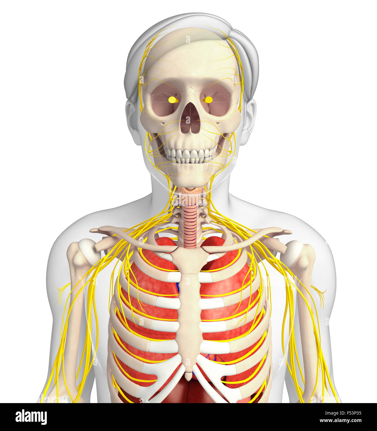 Illustration de l'homme squelette avec l'oeuvre du système nerveux et ...