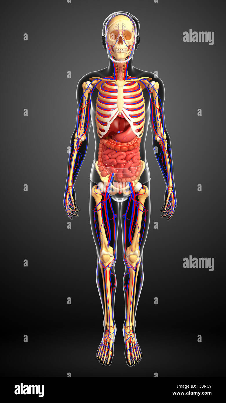 Système squelettique Banque de photographies et d’images à haute ...