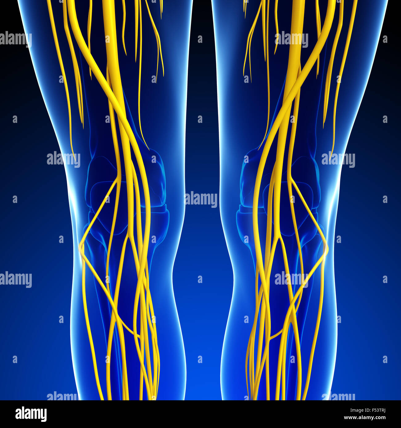 Illustration du système nerveux du genou humain Photo Stock - Alamy