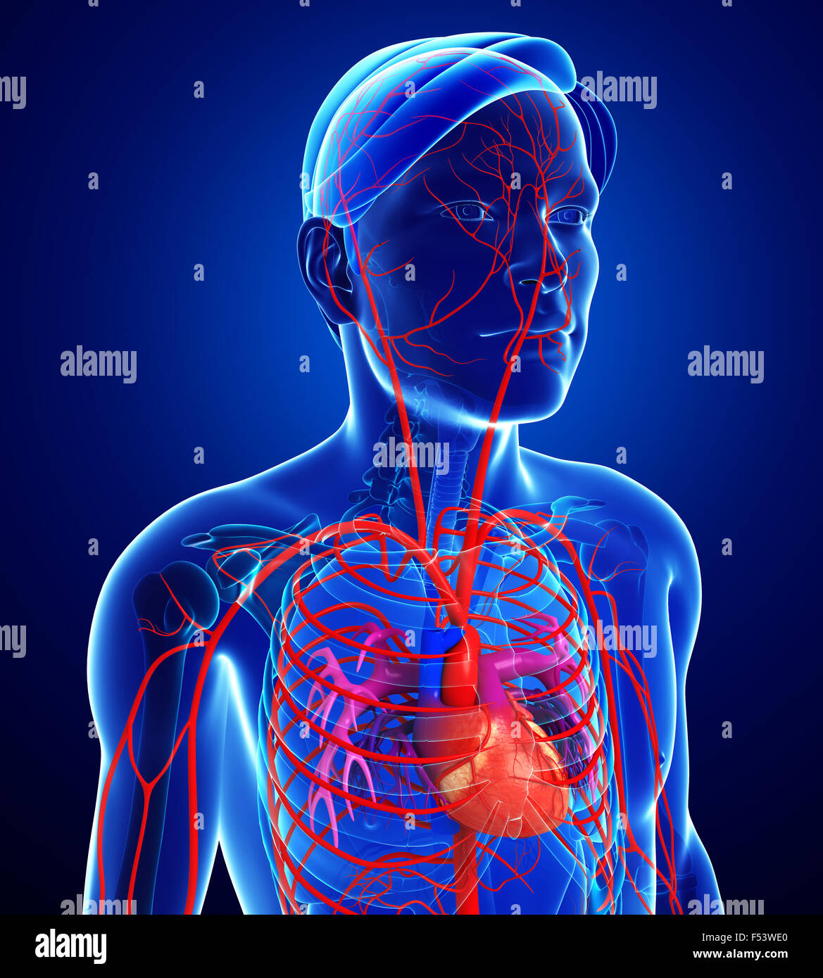 Sistema circulatorio 3d Banque de photographies et d’images à haute ...